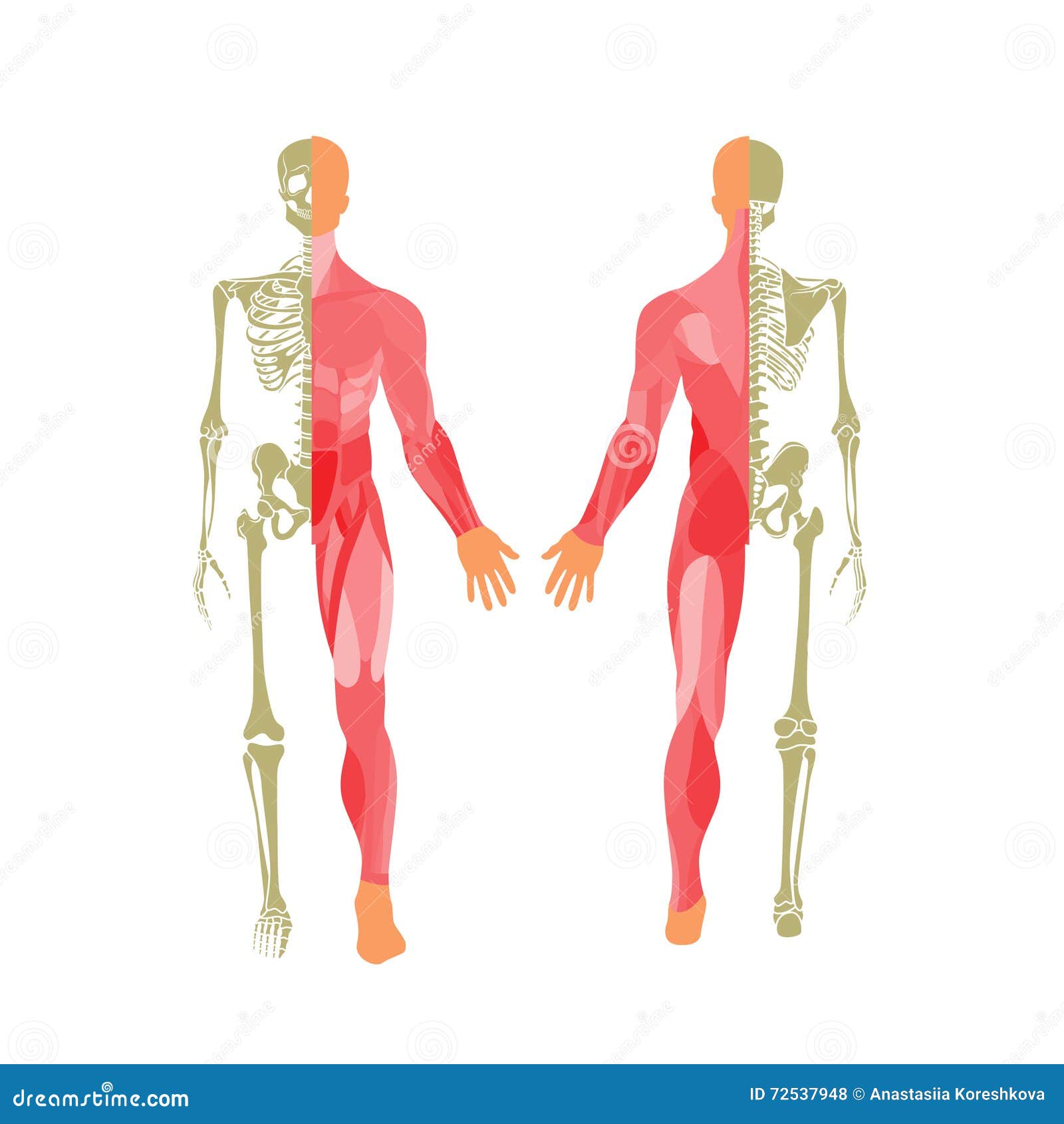 Human Bony And Muscular System. Front And Rear View. Anatomy Board ...