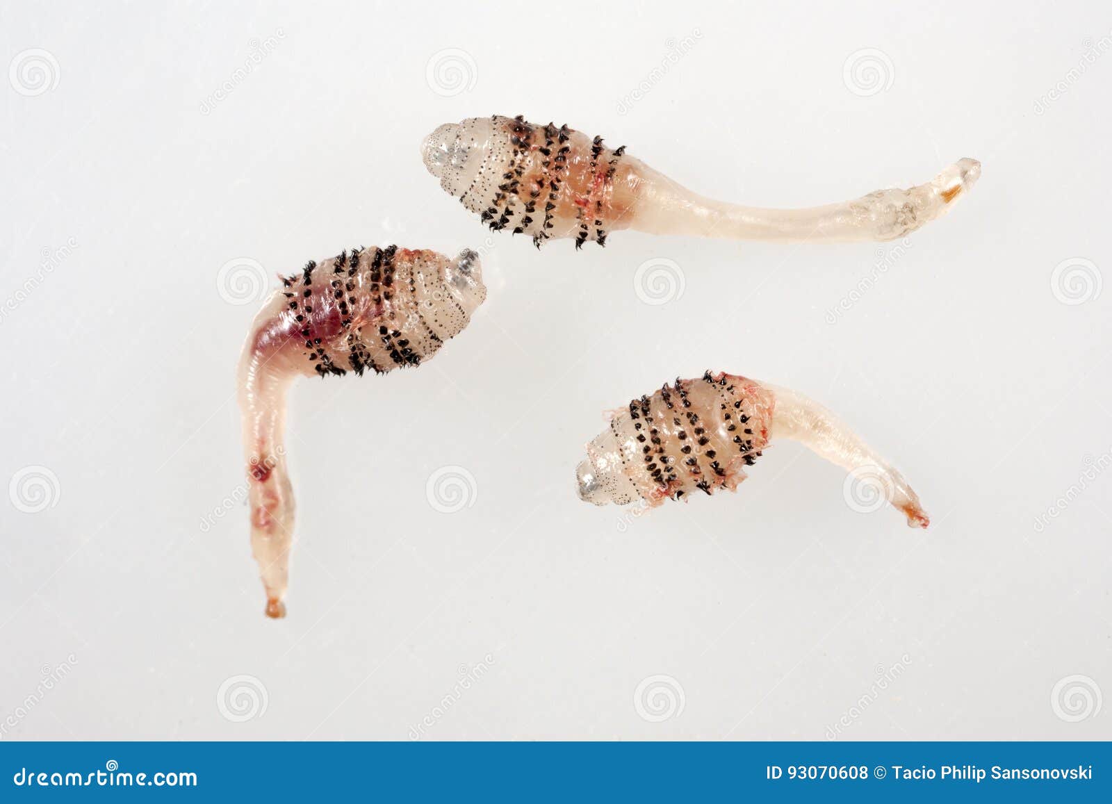 Human botfly larva stock photo. Image of american, torsalo - 93070608