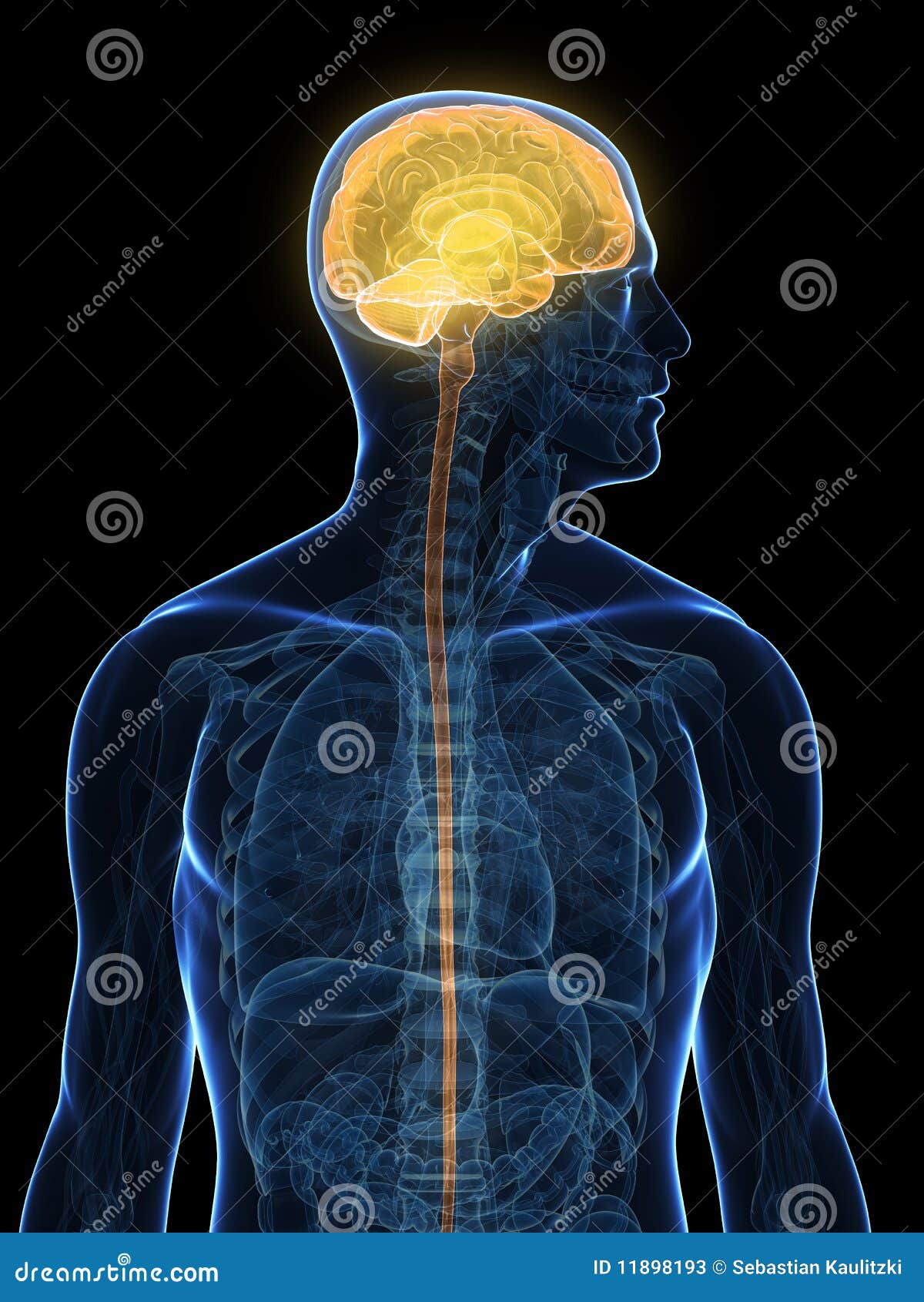 Human brain stock illustration. Illustration of medical - 11898193