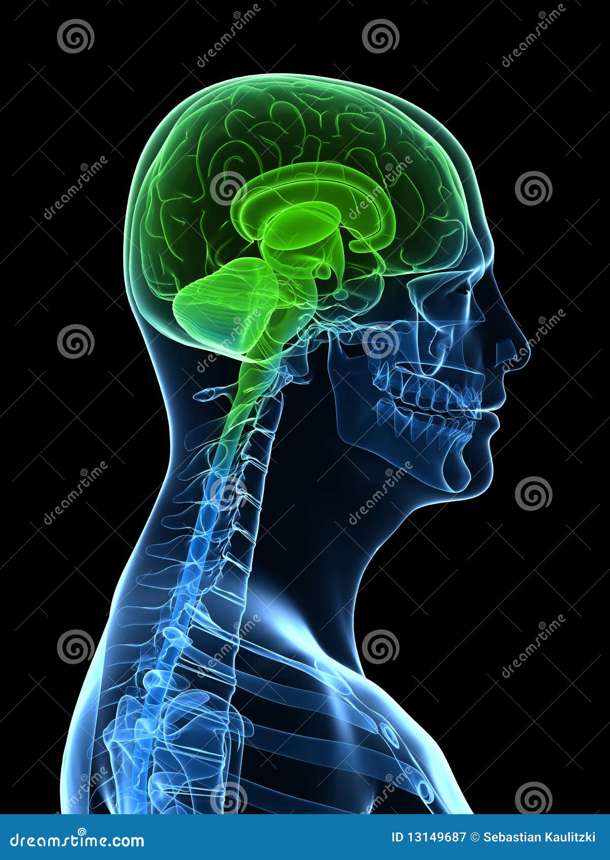 Human brain stock illustration. Illustration of intelligence - 13149687