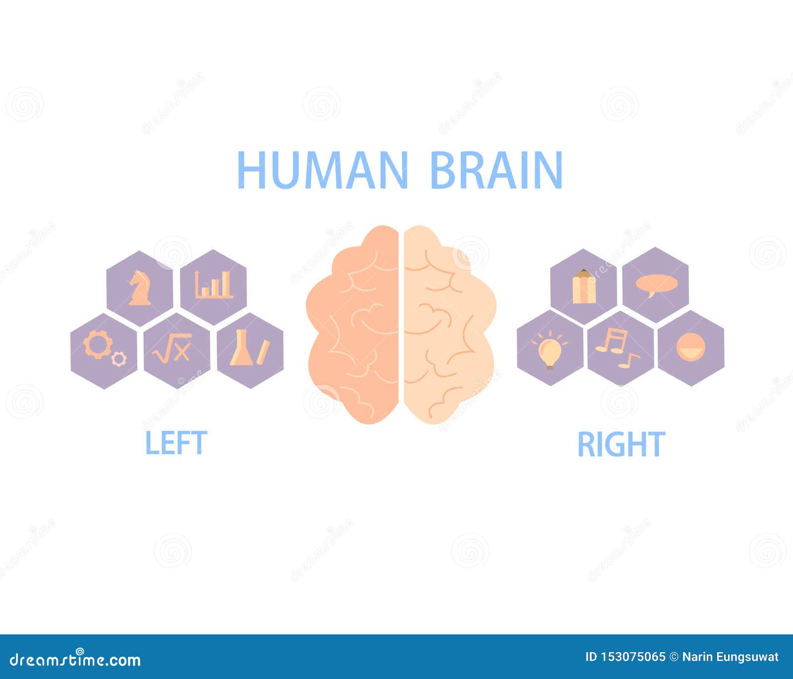 Human Brain Divide into Left and Right Hemispheres for Control of the ...