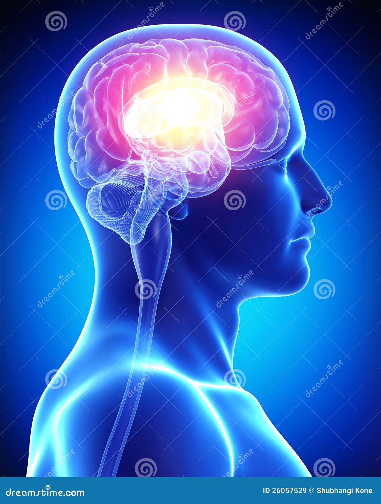 Human brain stock illustration. Illustration of medicine - 26057529