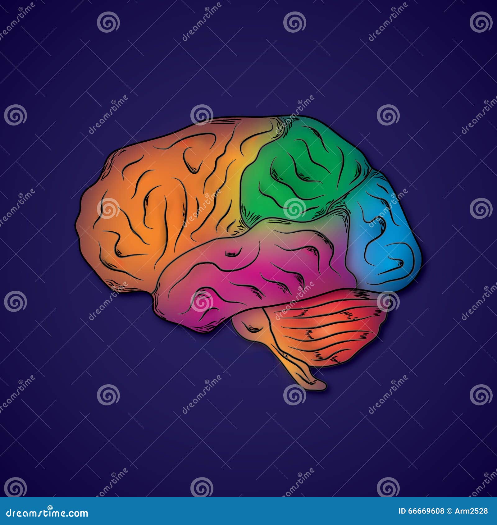 Human brain stock illustration. Illustration of cerebellum - 66669608