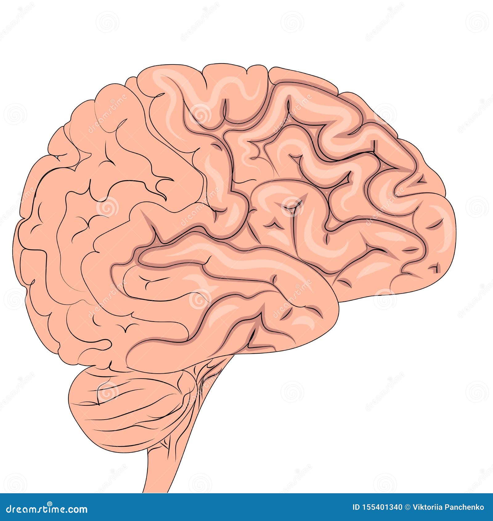 The Human Brain is Actively Working. Isolated Object on White ...