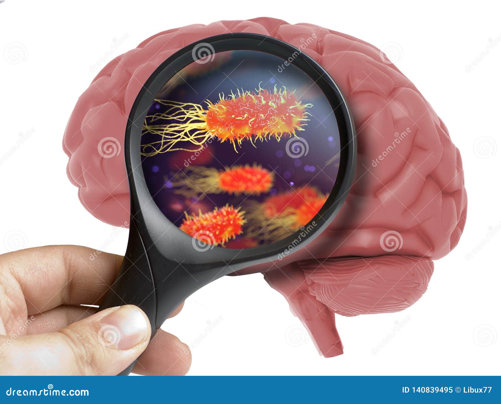 Human Brain Analyzed with Magnifying Virus Bacterial Microbe Inside ...
