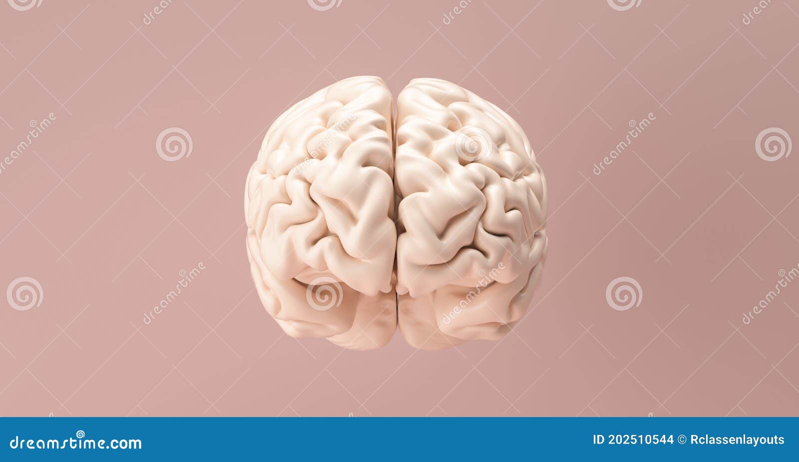 Human Brain Anatomical Model Stock Illustration - Illustration of right ...