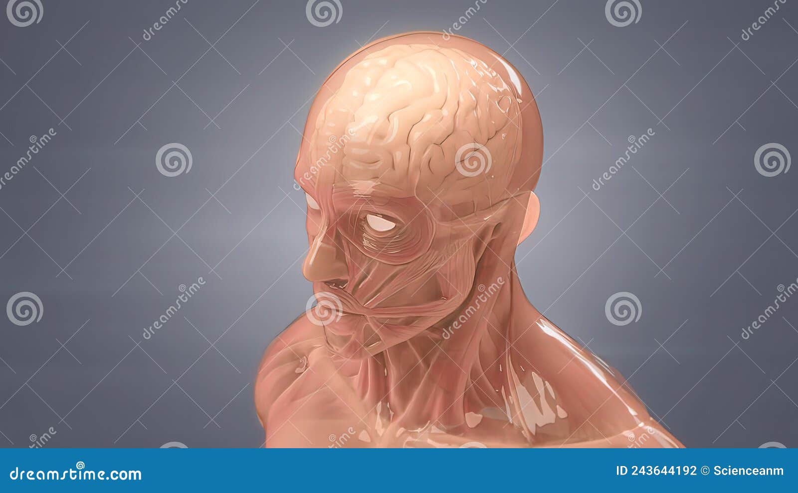 Human Brain Anatomical Model 3D Stock Illustration - Illustration of ...
