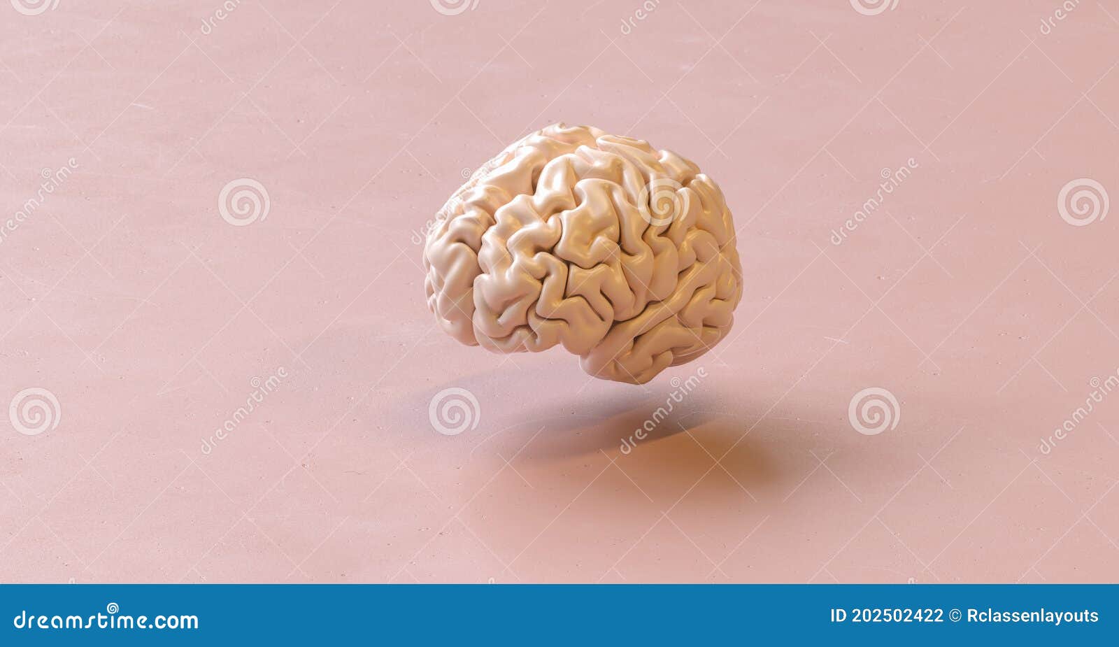 Human Brain Anatomical Model on a Floor Ground Stock Photo - Image of ...