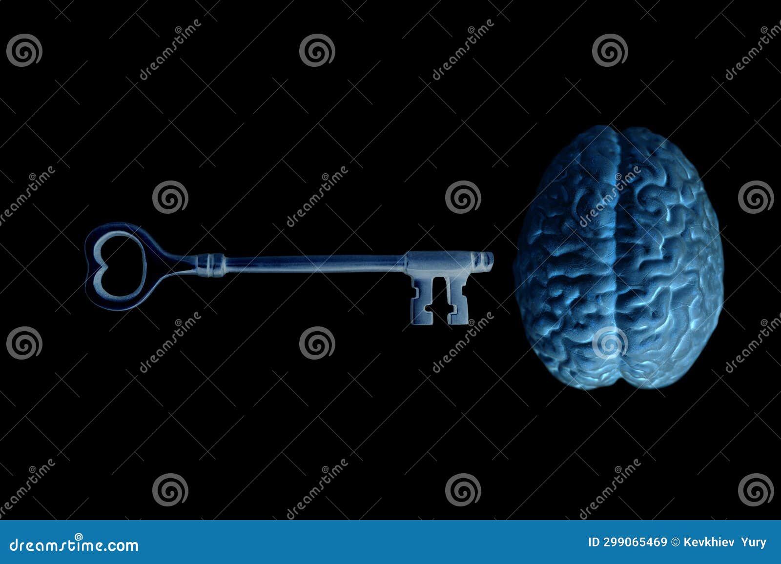 Human Brain Anatomical Model with Key Stock Image - Image of organ ...