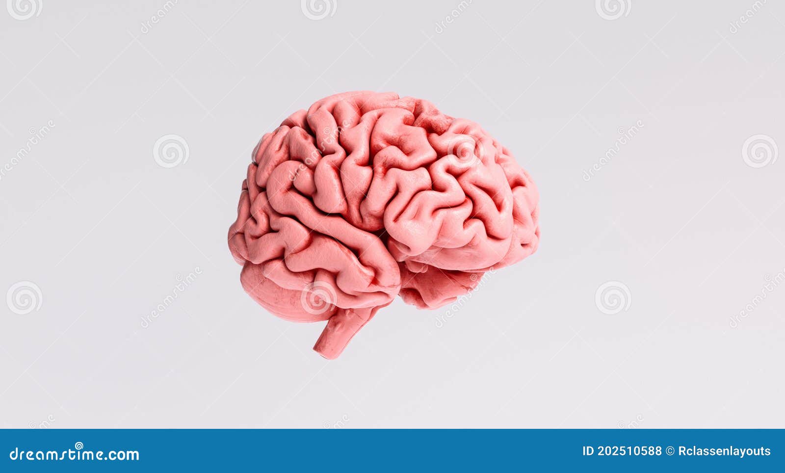 Human Brain Anatomical Model, Side View Stock Illustration ...