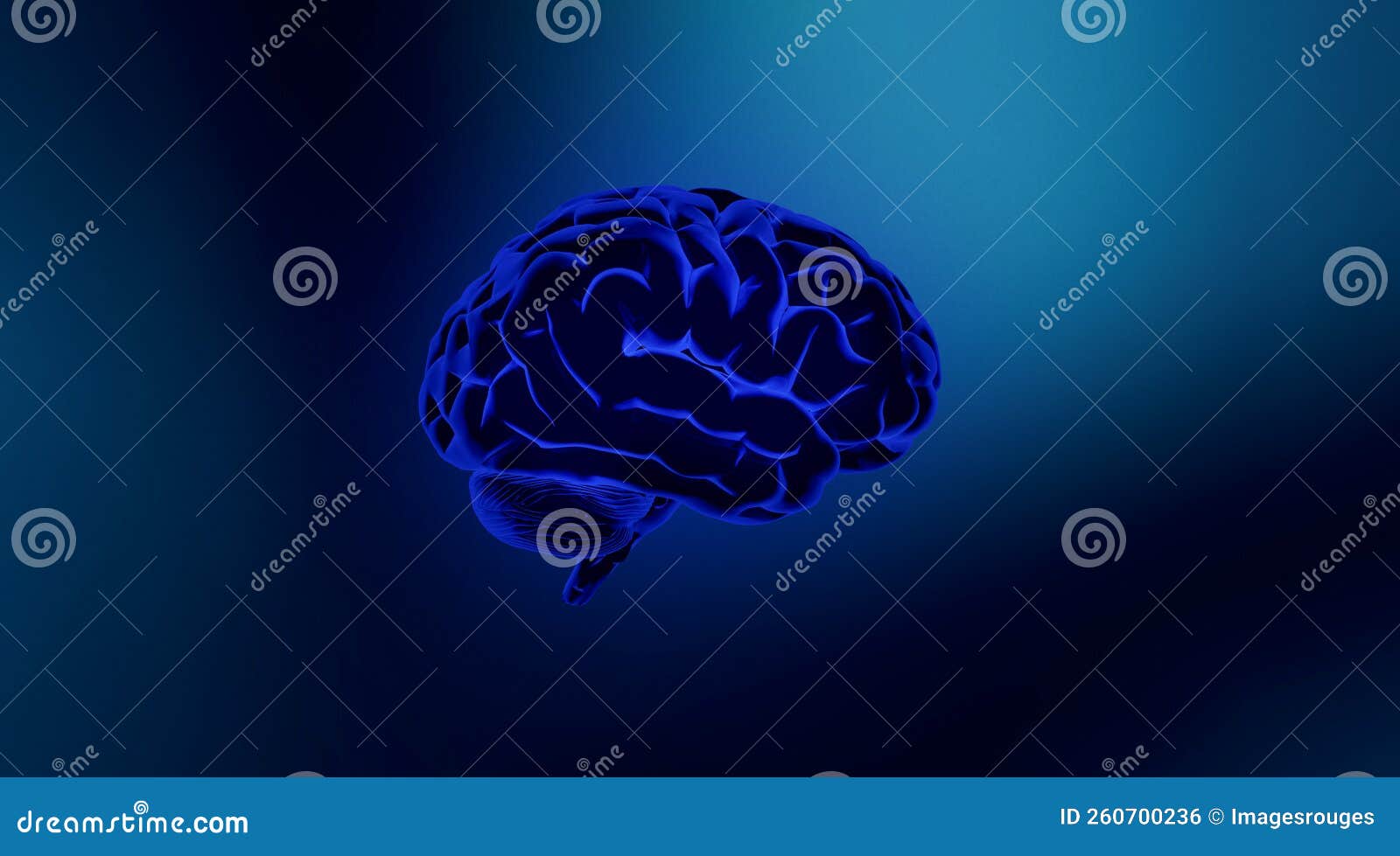 Human Brain Anatomical on X-ray Blue Background Stock Illustration ...