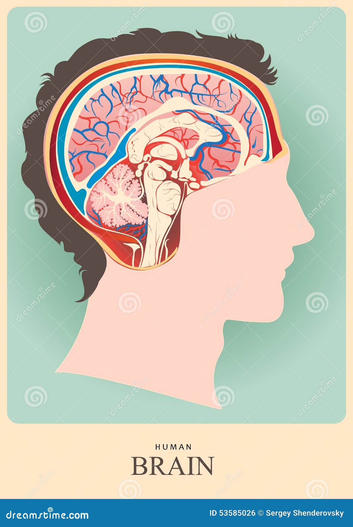Human Brain stock vector. Illustration of nervous, biology - 53585026