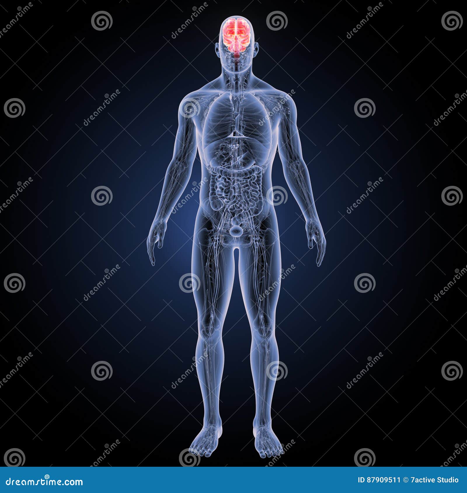 Human Brain with Anatomy Anterior View Stock Illustration ...