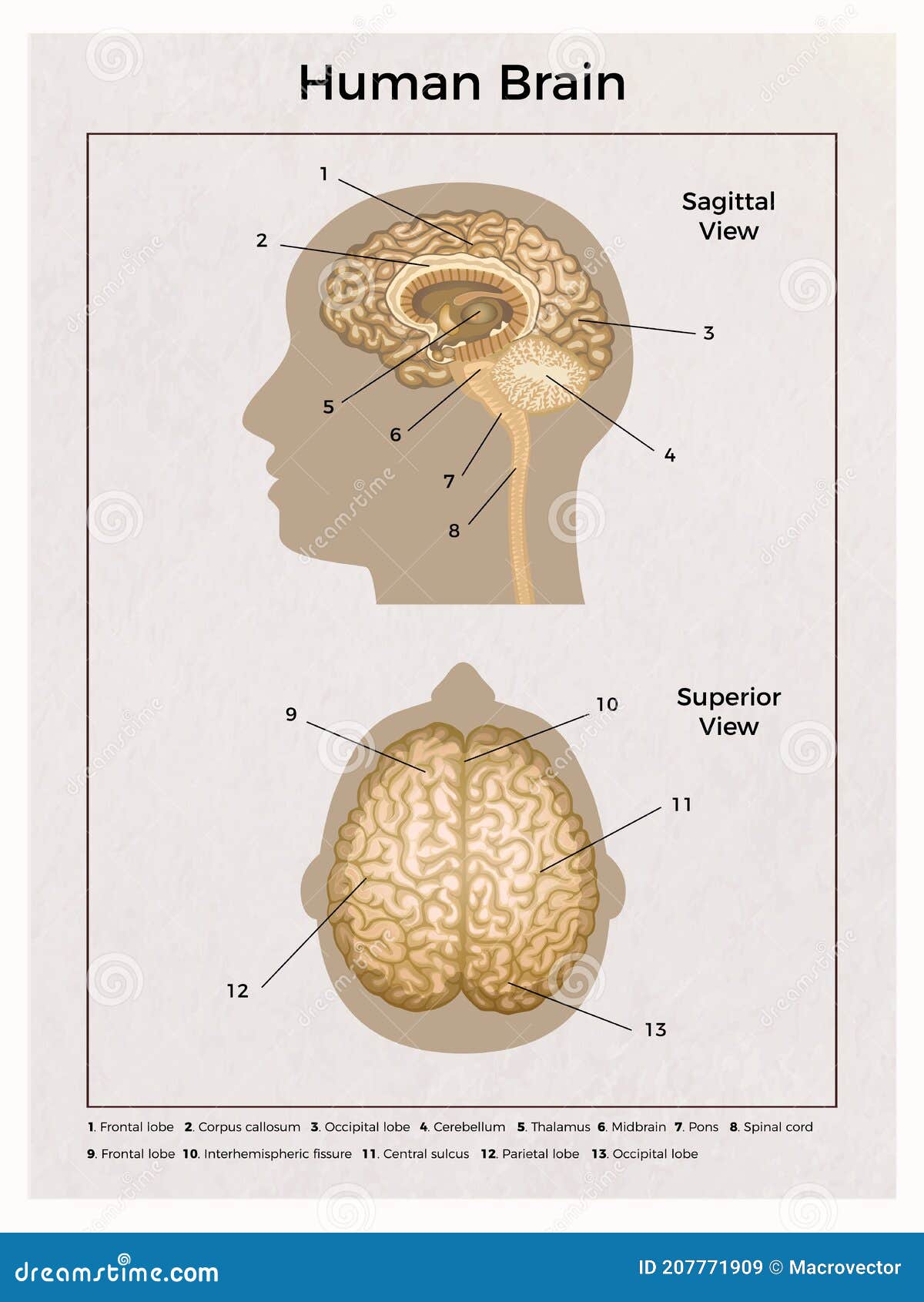 Human Brain Anatomy Composition Stock Illustration - Illustration of ...