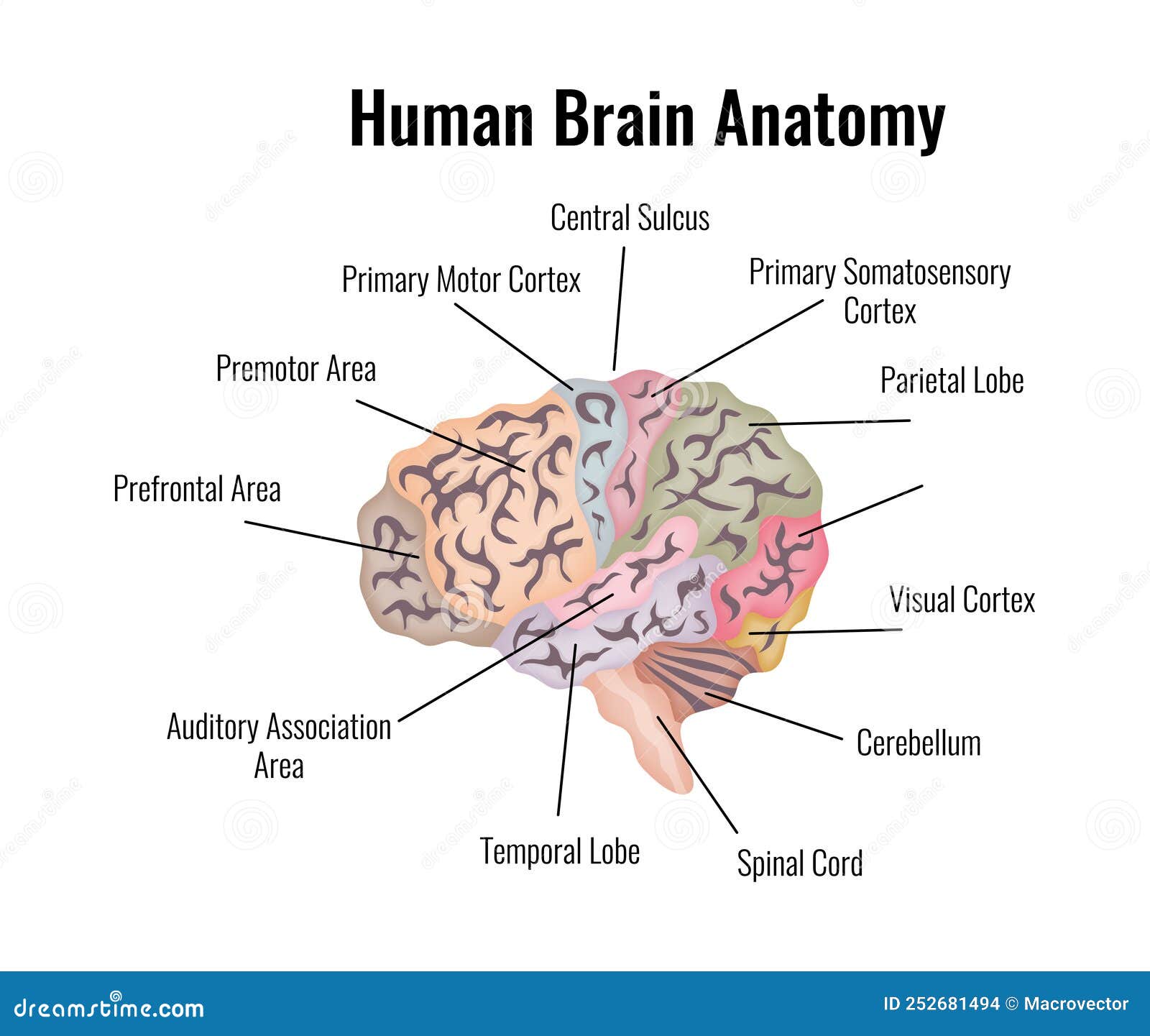 Human Brain Anatomy Composition Stock Vector - Illustration of sacral ...