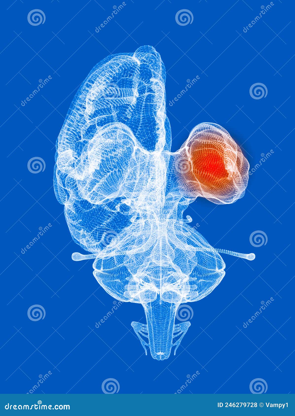 Human Brain Anatomy Front View, Internal Structures, Diencephalon Stock ...