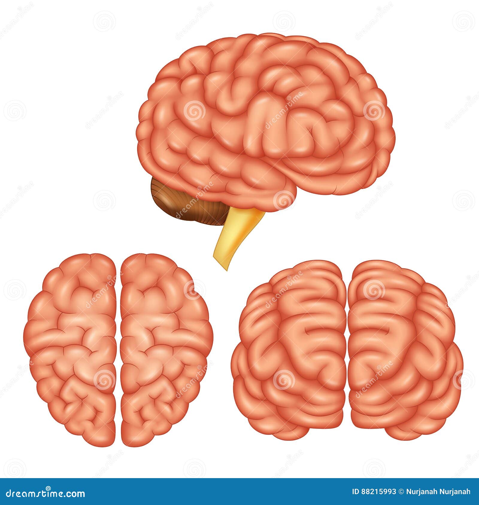 Human Brain Anatomy. Cartoon Vector | CartoonDealer.com #88215993