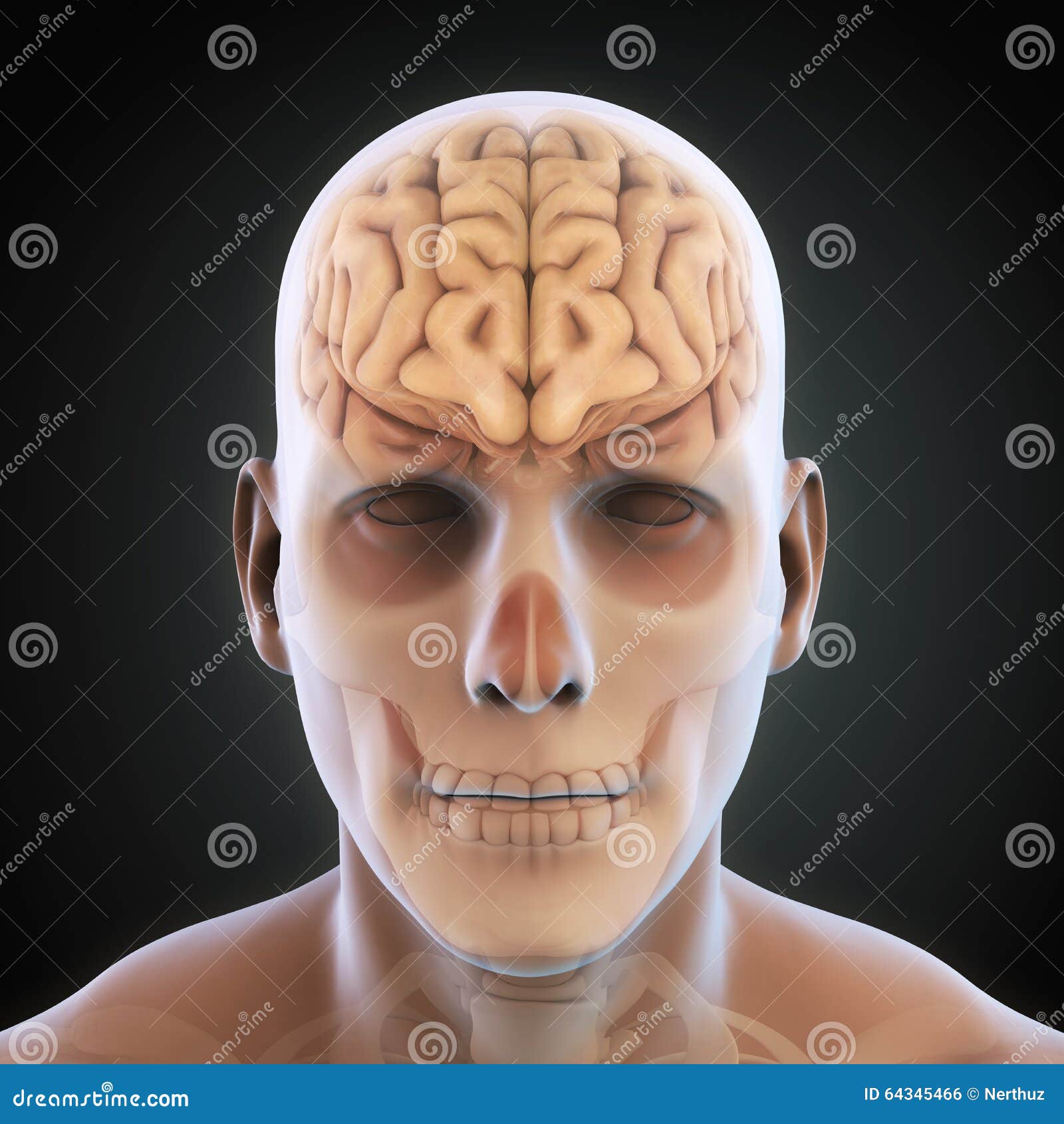 Human Brain Anatomy stock illustration. Illustration of examination ...