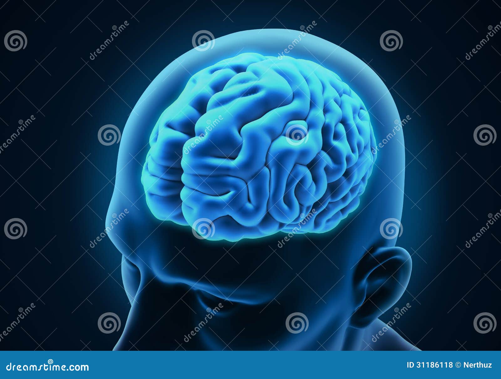 Human Brain Anatomy stock illustration. Illustration of life - 31186118