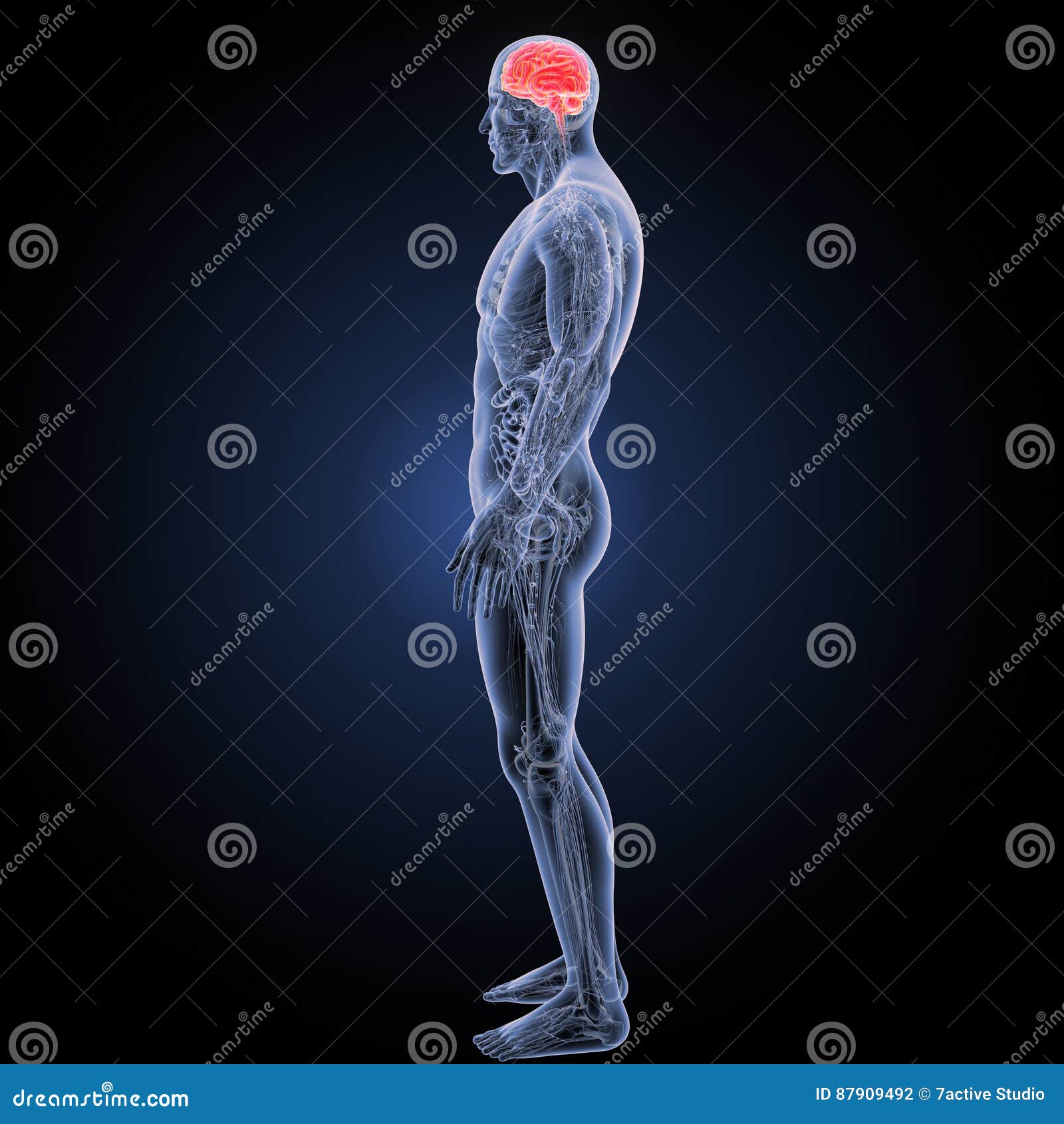 Human Brain with Anatomy Lateral View Stock Illustration - Illustration ...