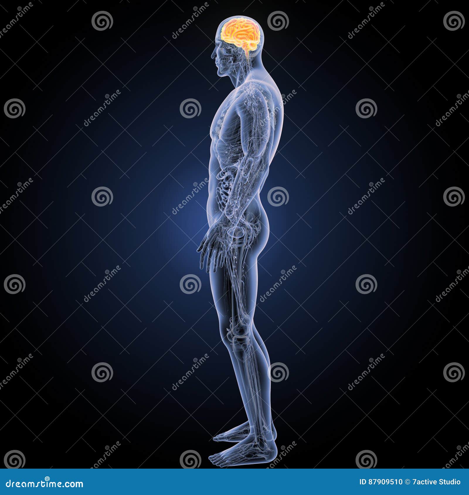Human Brain with Anatomy Lateral View Stock Illustration - Illustration ...