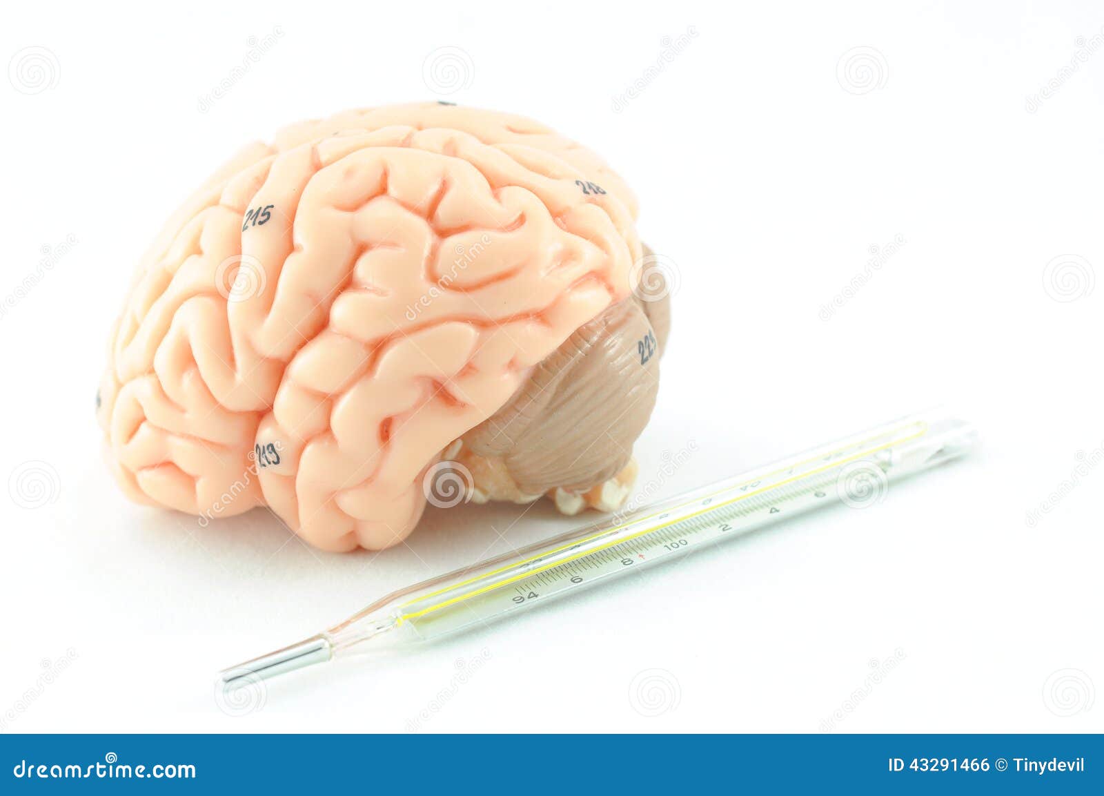 Human brain stock photo. Image of organ, head, central - 43291466