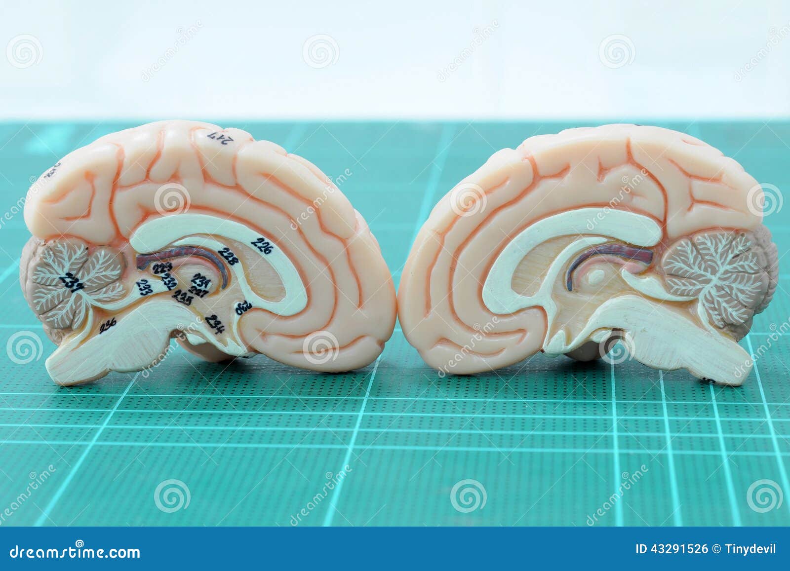 Human brain stock photo. Image of cerebrum, central, genius - 43291526