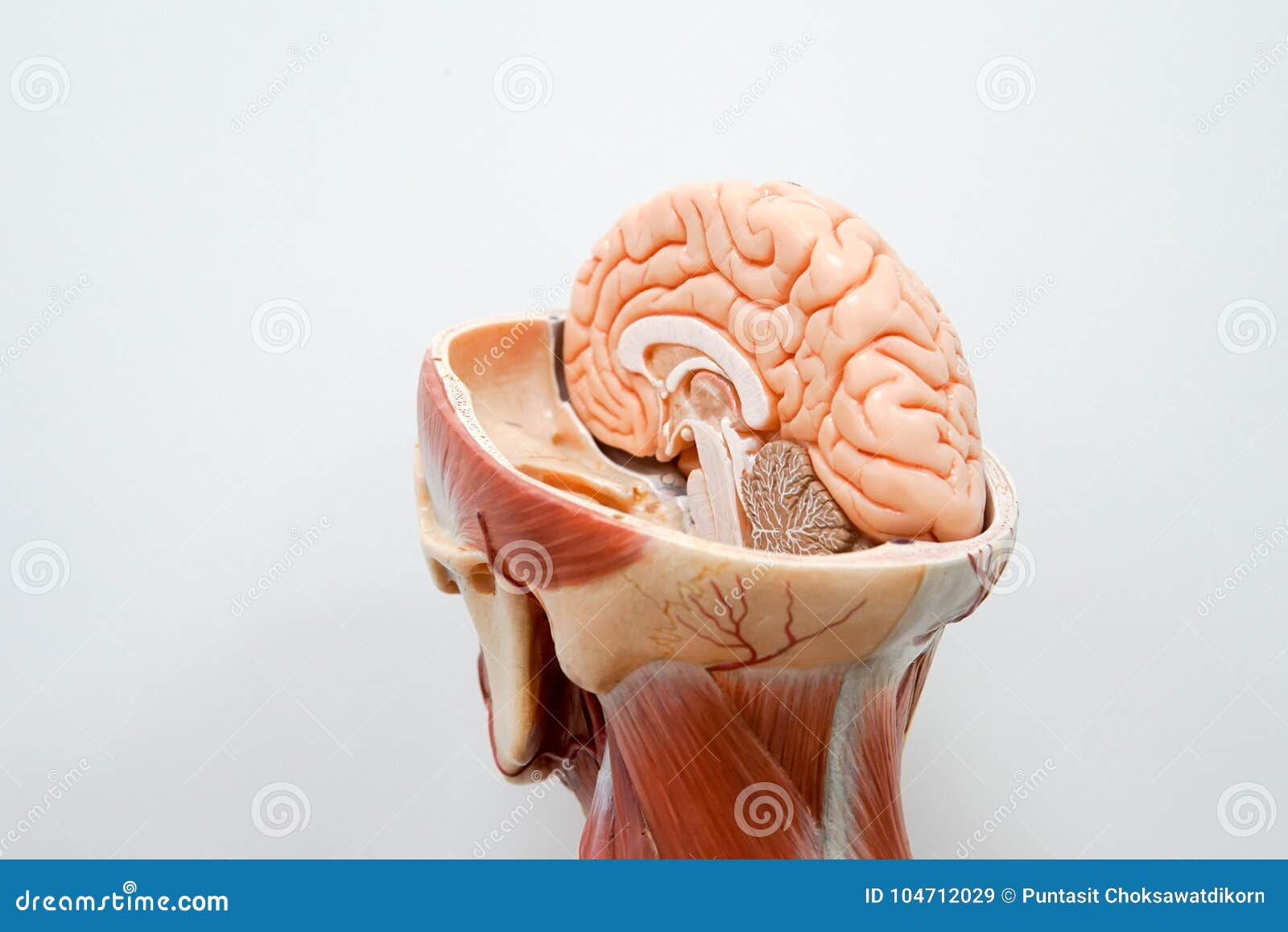 Human brain anatomy model stock image. Image of cord - 104712029