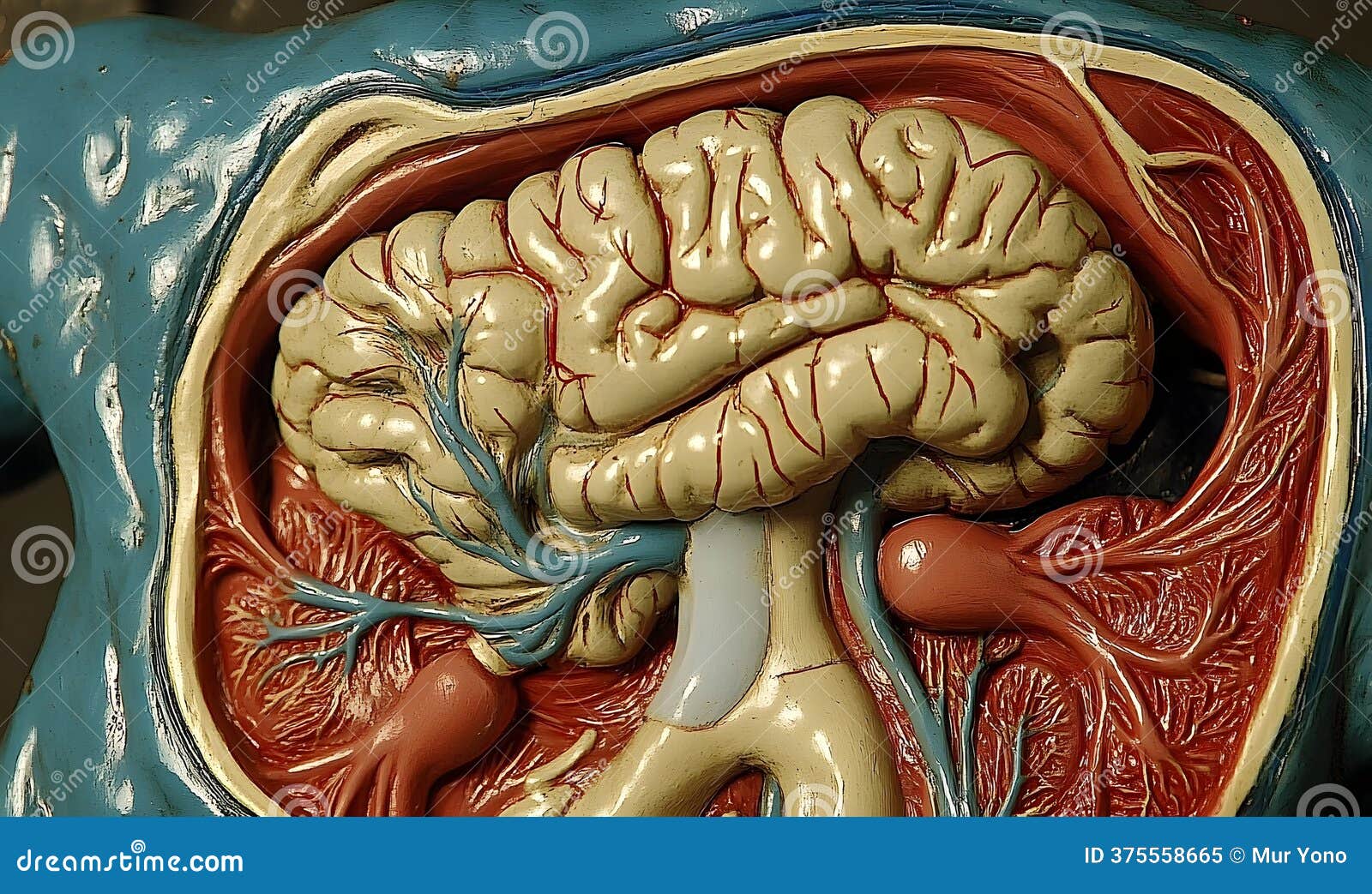 3D Model Of The Hypothalamus In The Brain, Showing Its Connection To ...