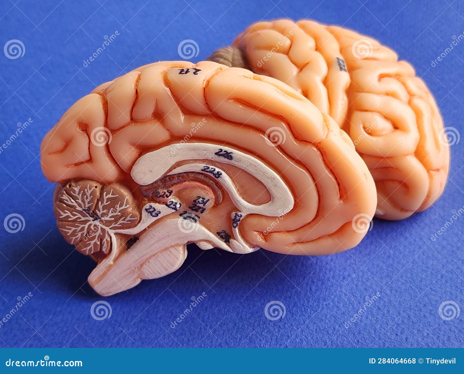 Human brain anatomy model stock photo. Image of model - 284064668