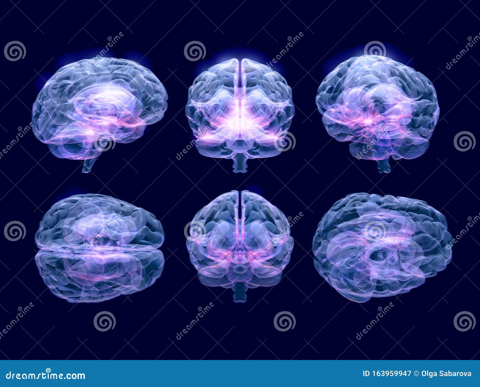 Human Brain Anatomy. Set of Multiple Views. Stock Image - Image of ...