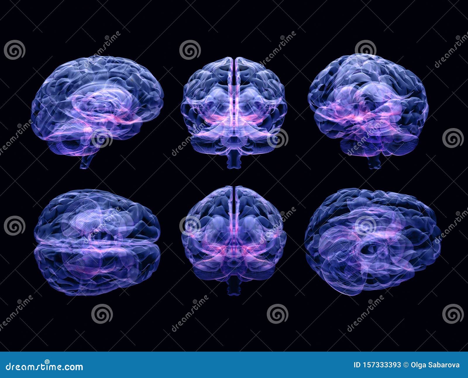 Human Brain Anatomy. Set of Multiple Views Stock Image - Image of ...
