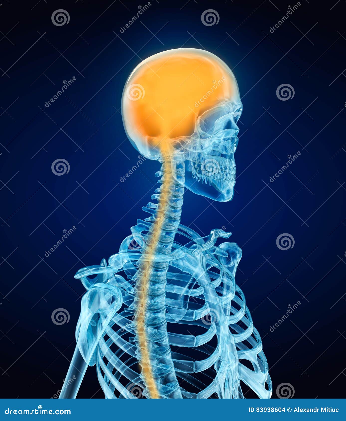 Human Brain Anatomy and Skeleton Stock Illustration - Illustration of ...