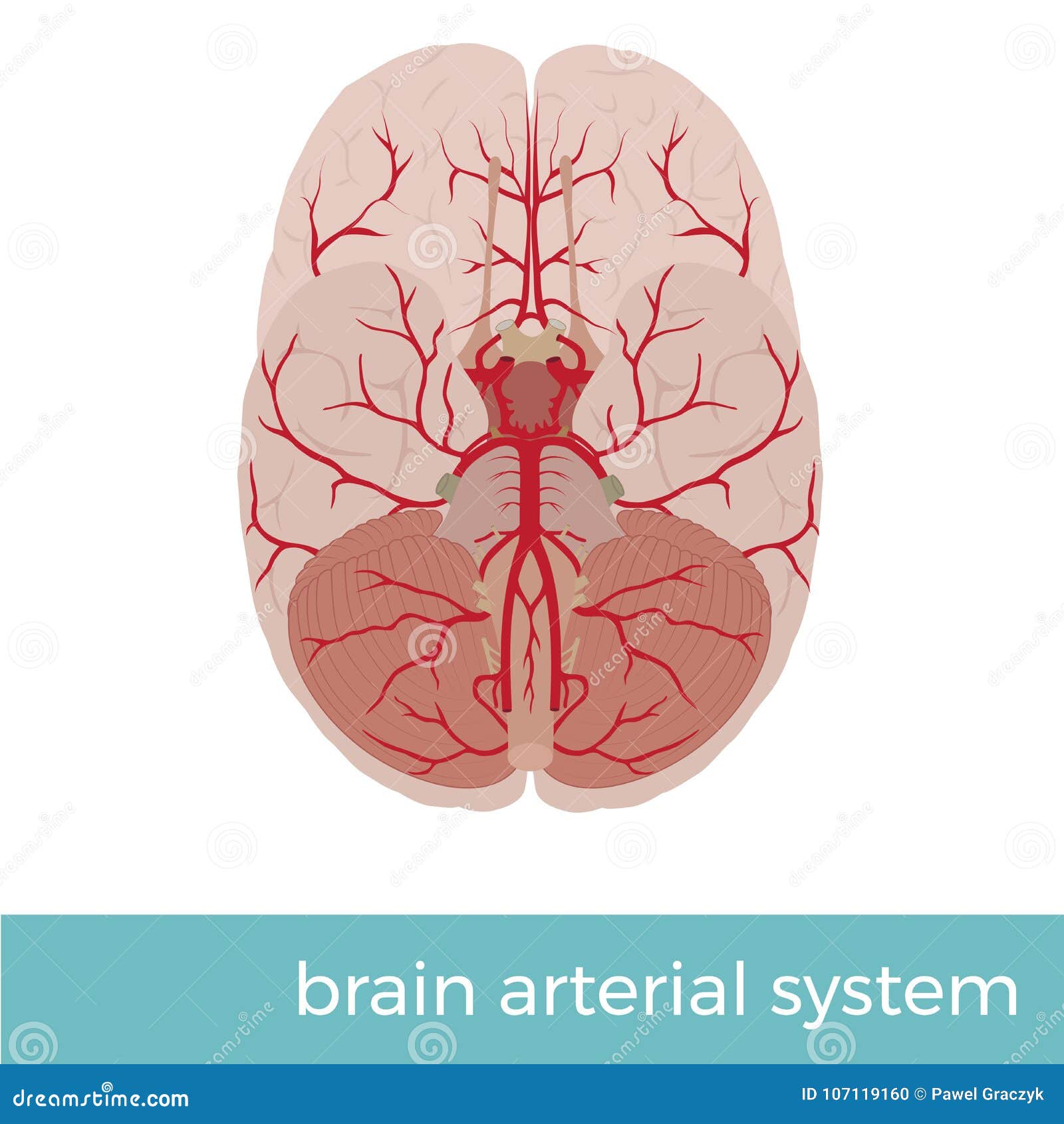 Human Brain Arterial System Stock Vector - Illustration of capillary ...
