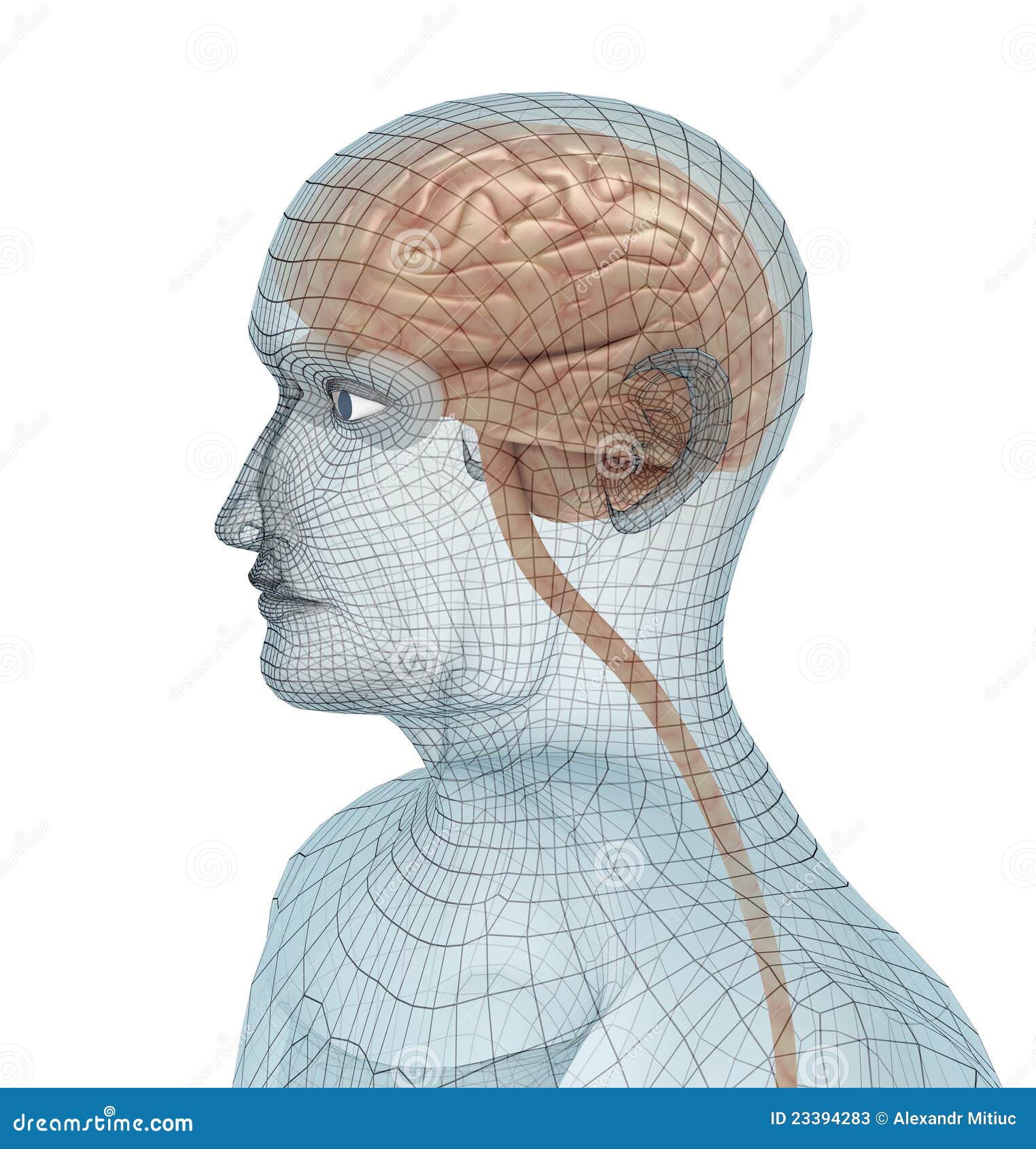 Human brain and body stock illustration. Illustration of genius - 23394283
