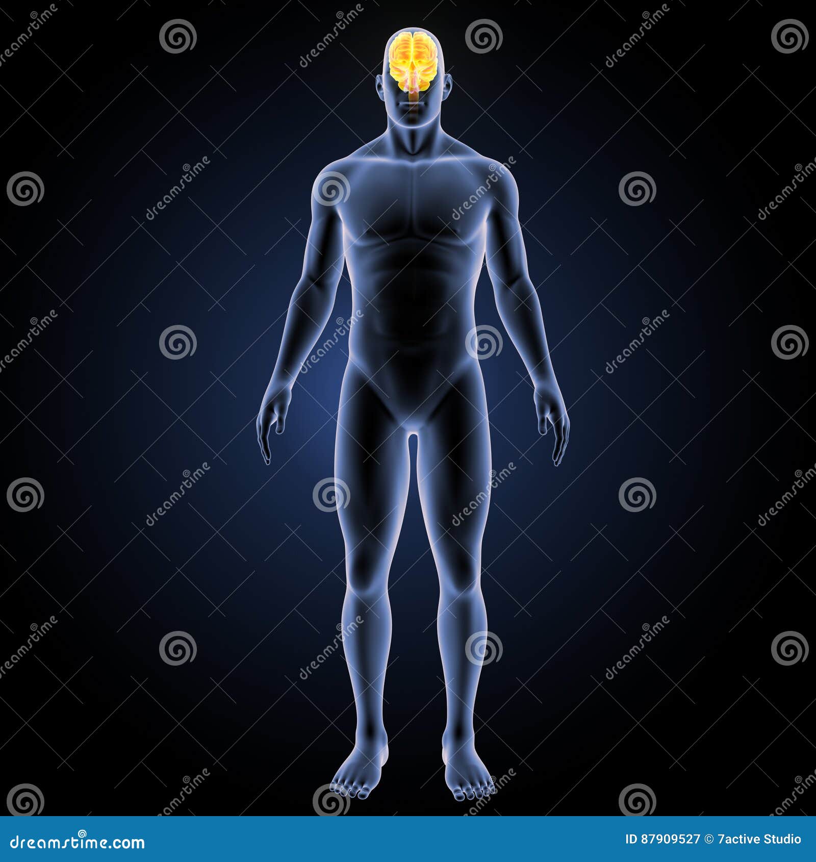 Human Brain with Body Anterior View Stock Illustration - Illustration ...