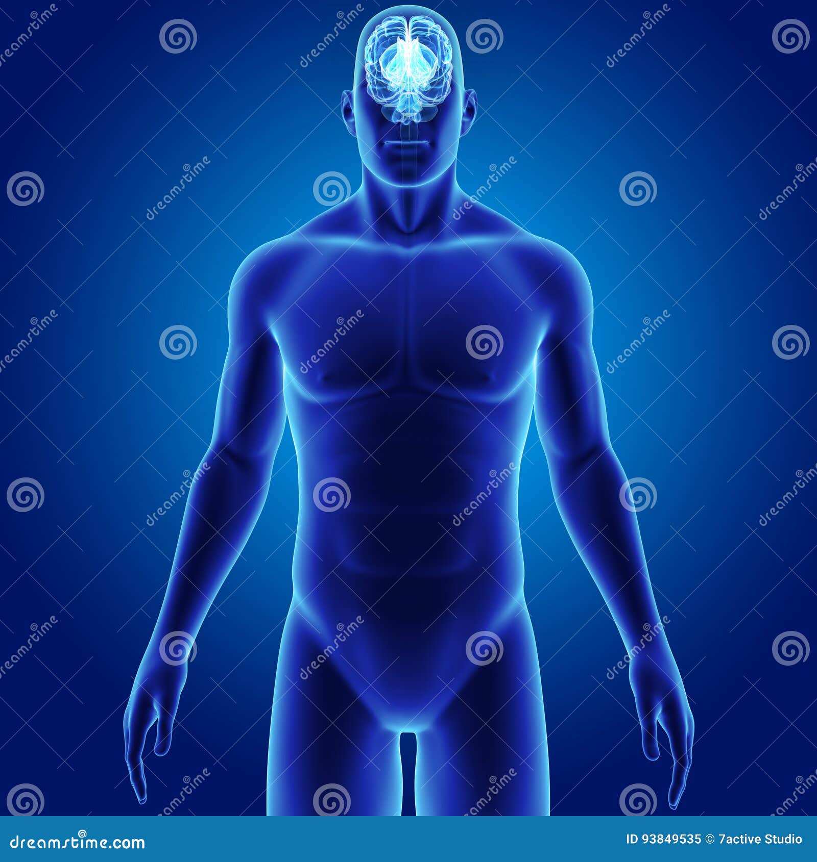 Human Brain with Body Anterior View Stock Illustration - Illustration ...