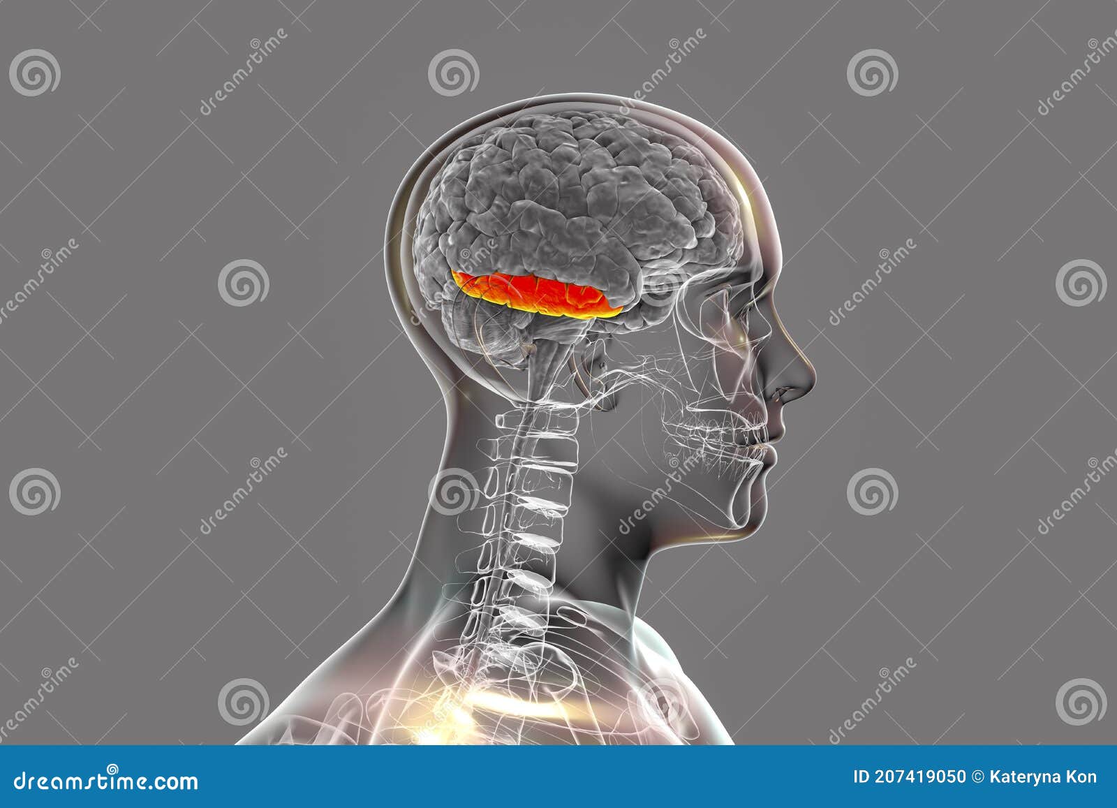 Human Brain in Body with Highlighted Inferior Temporal Gyrus Stock ...