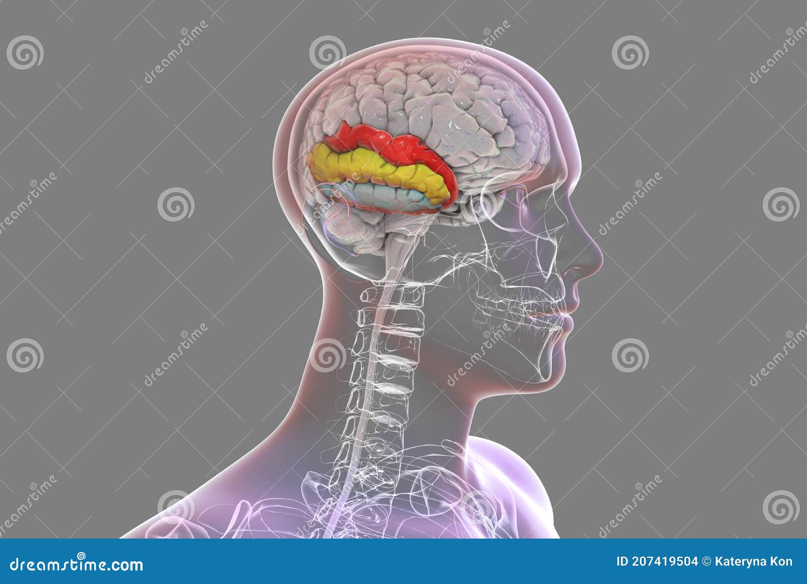 Human Brain in Body with Highlighted Temporal Gyri Stock Illustration ...