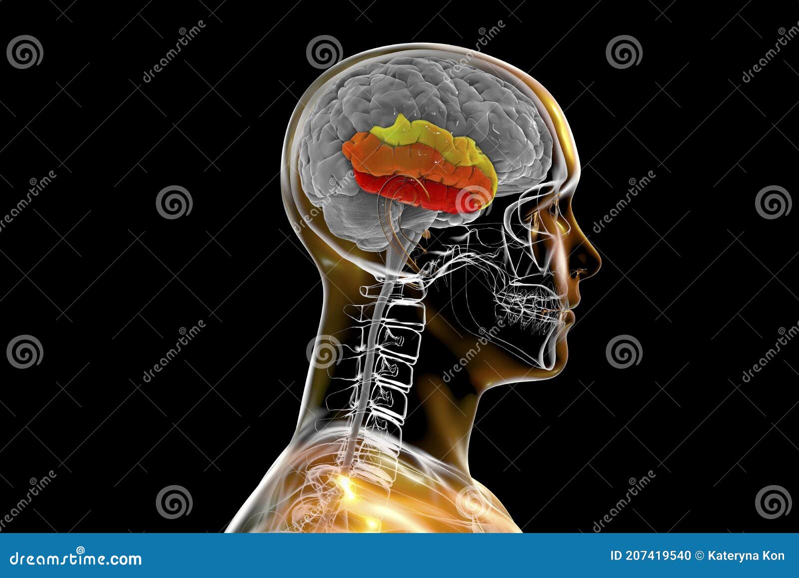 Human Brain in Body with Highlighted Temporal Gyri Stock Illustration ...