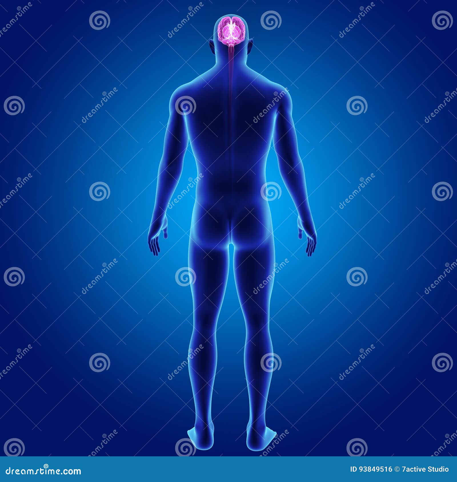 Human Brain with Body Posterior View Stock Illustration - Illustration ...