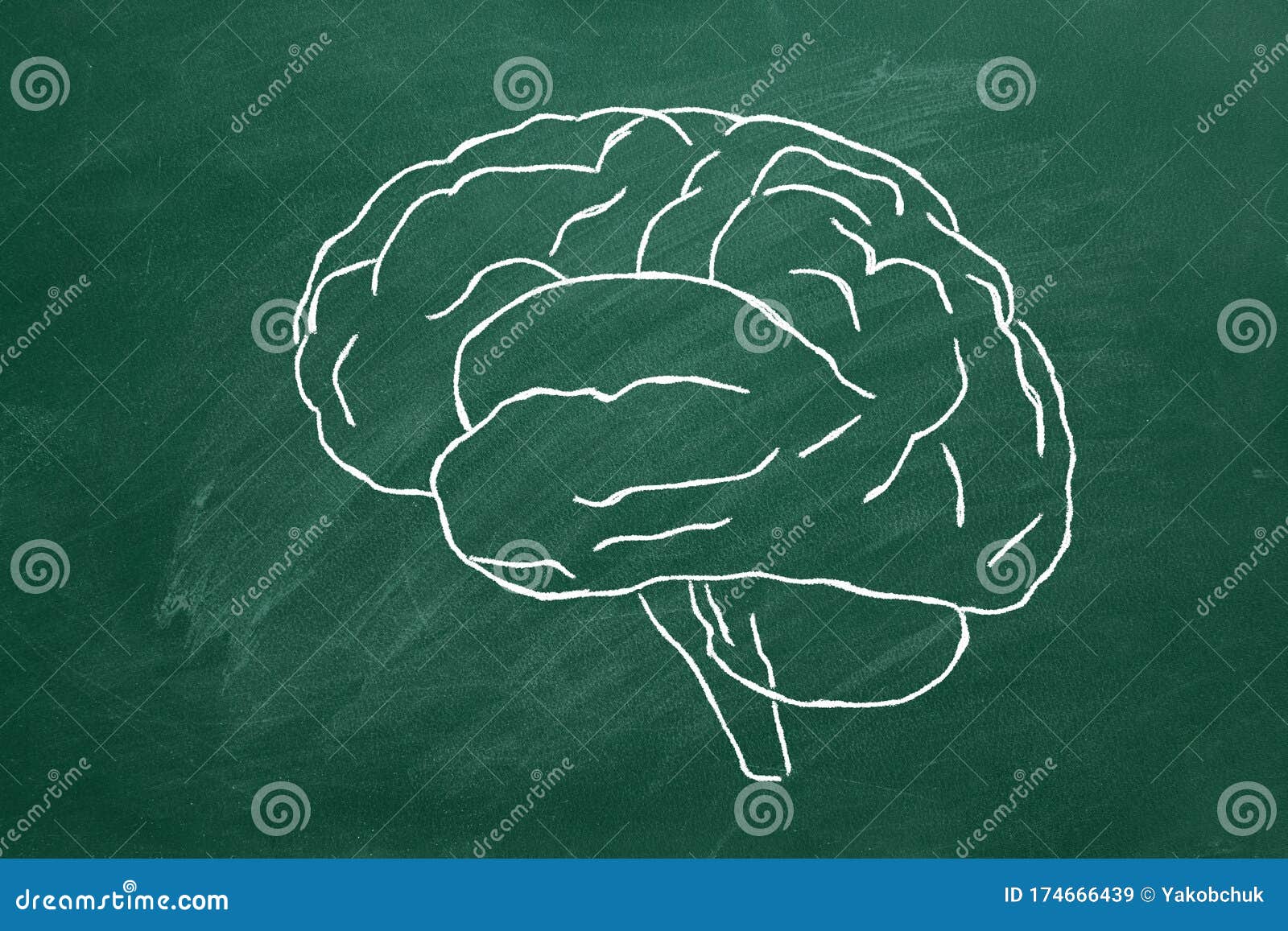 Human brain stock image. Image of analyzing, human, chalk - 174666439