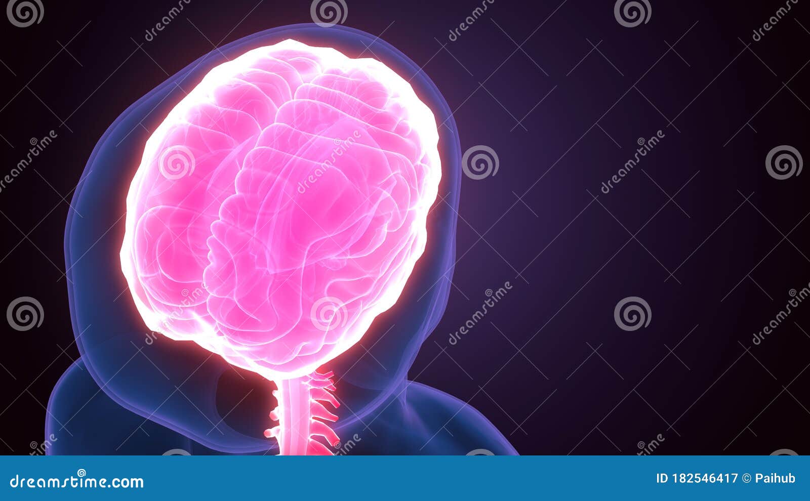 3d render of brain anatomy stock illustration. Illustration of midbrain ...