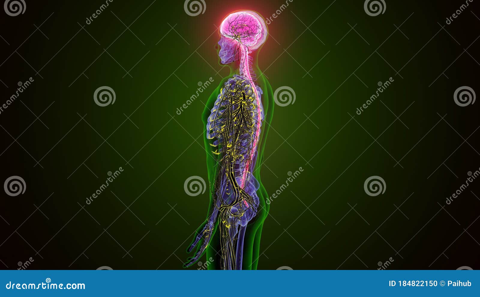 3D Illustration of Human Brain with Nerves System. Stock Illustration ...
