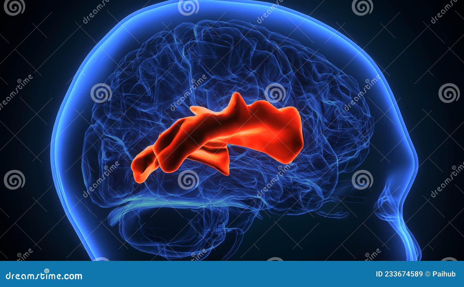 3d Illustration of Human Brain Inner Parts Anatomy Stock Illustration ...
