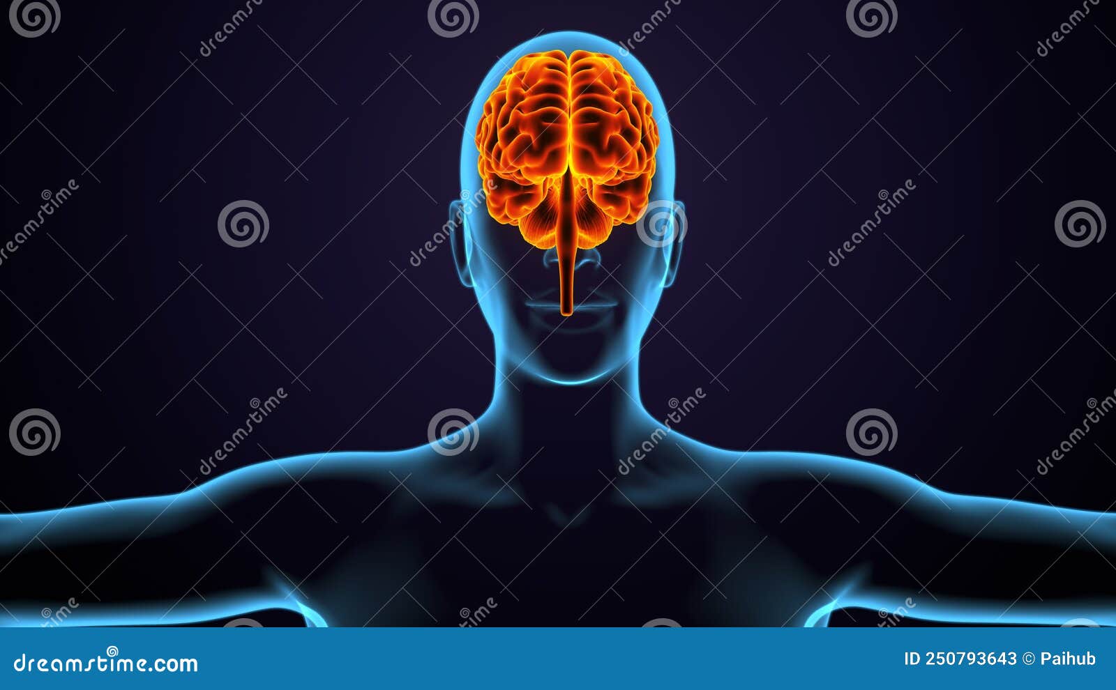 3d Illustration of Male Human Brain Anatomy Stock Illustration ...
