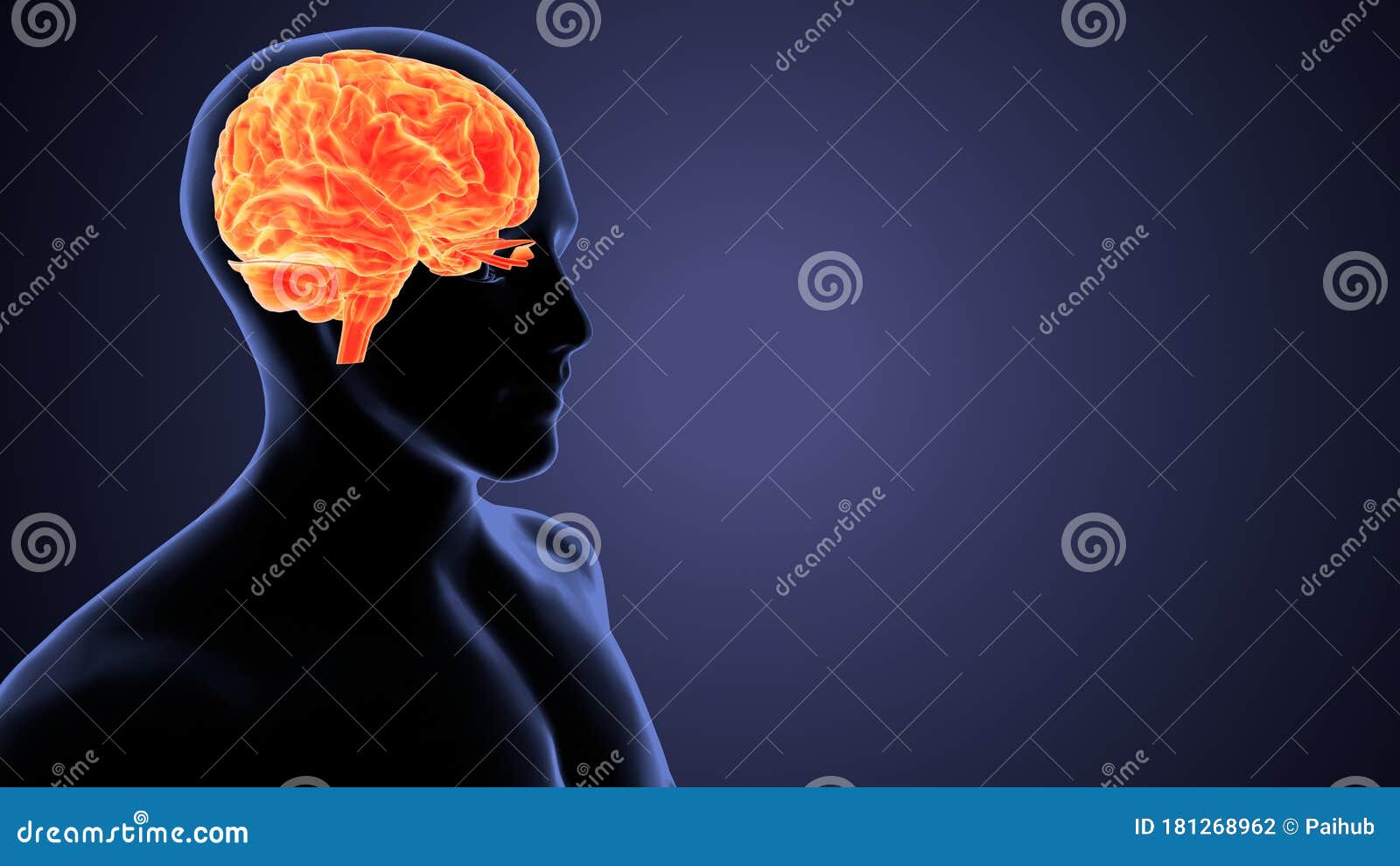 3d Render of Brain Anatomy System Stock Illustration - Illustration of ...