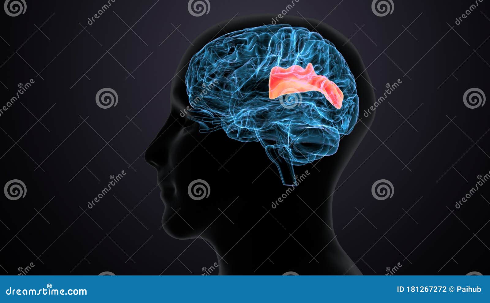3d Render of Brain Anatomy System Stock Illustration - Illustration of ...