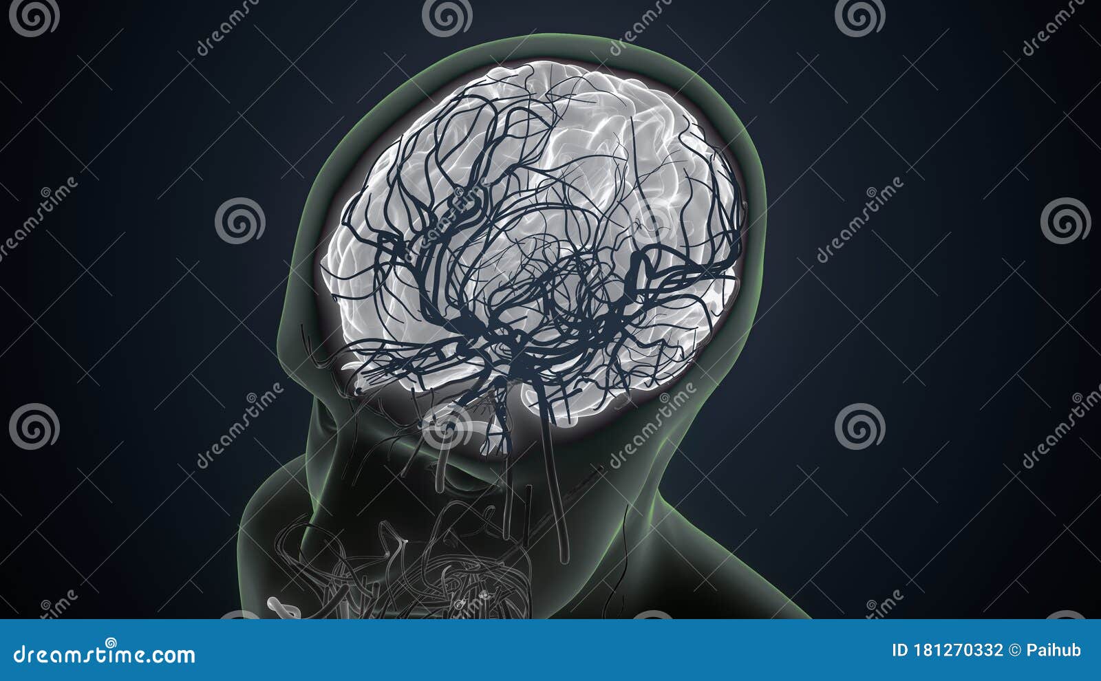 3d Render of Brain Anatomy System Stock Illustration - Illustration of ...
