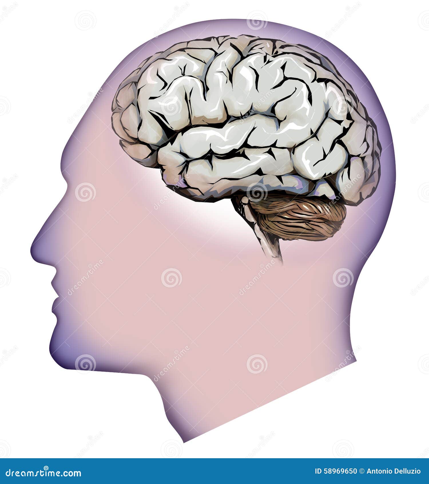 Human Brain, Cerebellum and Headaches. Headache Stock Illustration ...